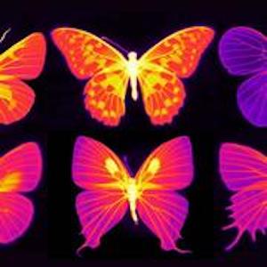 Butterfly Wings Are A Matrix of Living Cells | Plant Biology Initiative ...