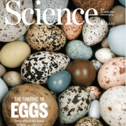 How the Egg Got Its Shape | Plant Biology Initiative at Harvard University